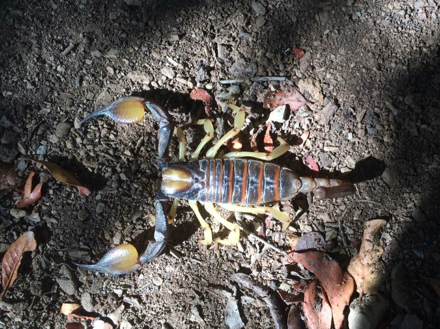 Karoo Burrowing Scorpion from South Cape DC, South Africa on January 11 ...