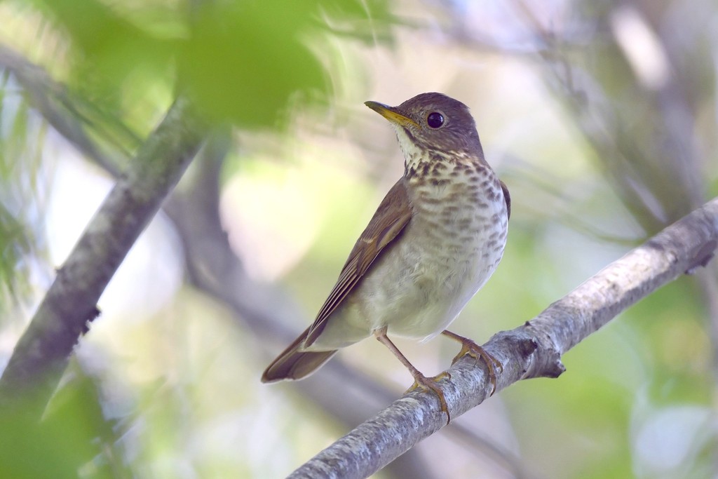 Bicknell's Thrush in May 2022 by Jonathan Irons · iNaturalist