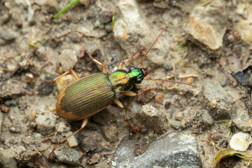 Chlaenius vestitus from 34380 Viols-en-Laval, France on April 22, 2022 ...