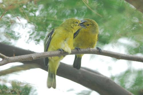 Common Iora (Birds of Singapore) · iNaturalist