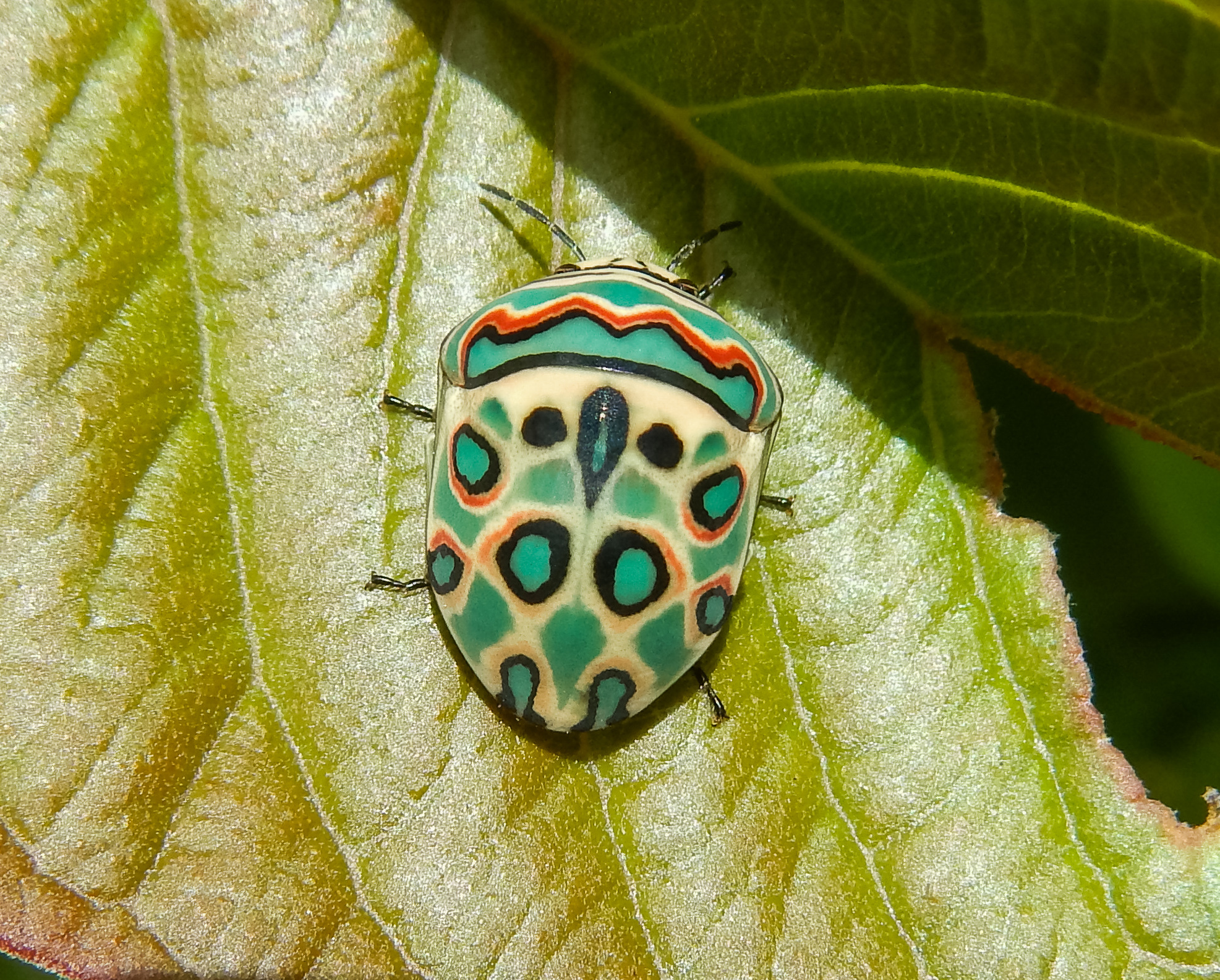 Sphaerocoris annulus