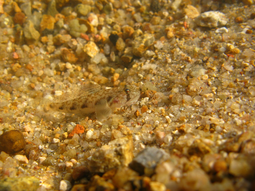(Oligolepis stomias) - Marine Life Identification