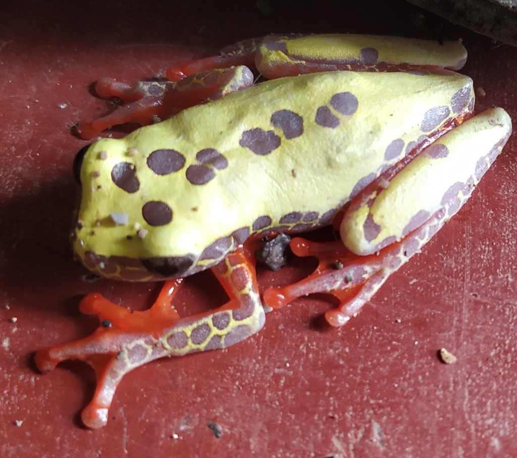 Variable Clown Tree Frog from Piamonte on May 21, 2022 at 02:36 PM by ...