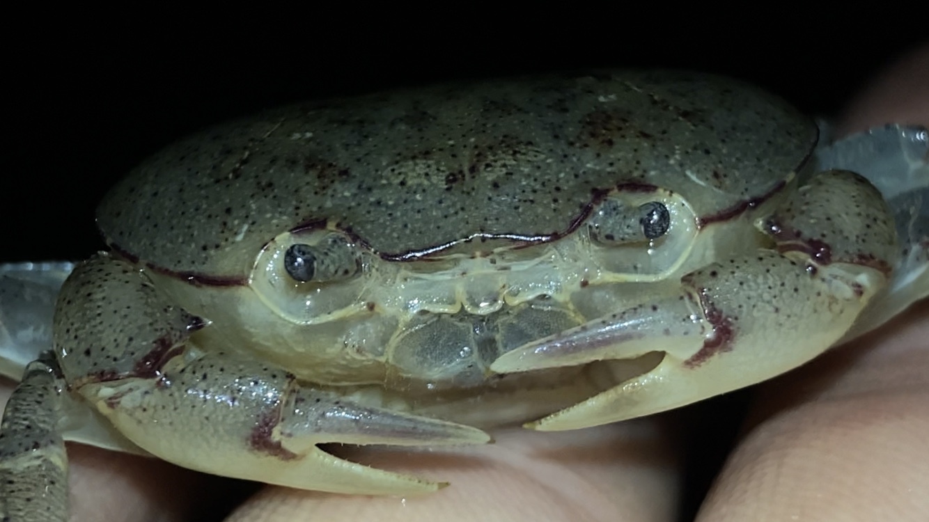 Austrothelphusa transversa (von Martens, 1868)