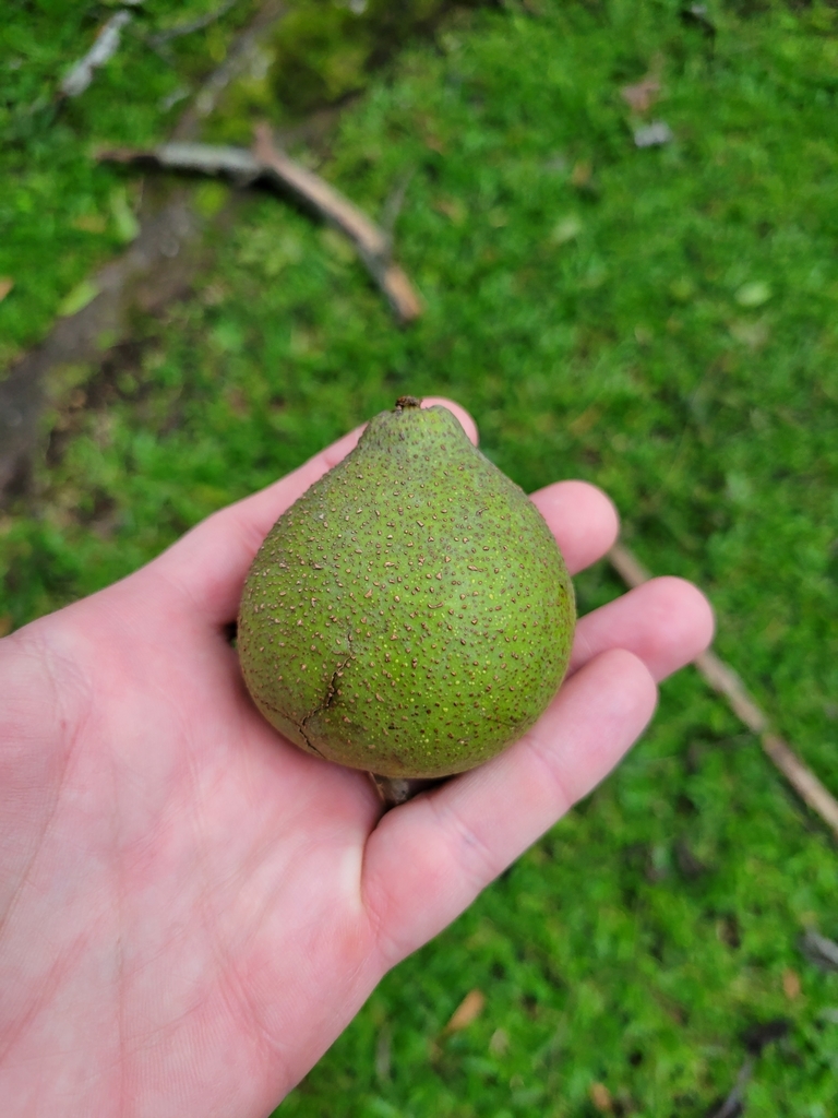 Juglans olanchana in May 2022 by Jacob Rehage · iNaturalist