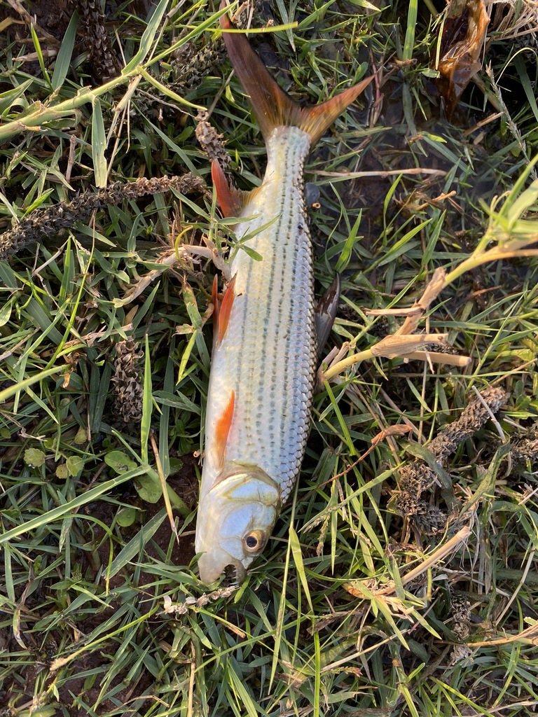 Striped Tigerfish from Matusadona National Park, Zimbabwe on May 22 ...