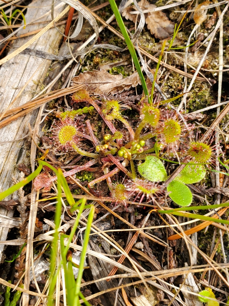 round-leaved sundew from Gasquet, CA 95543, USA on May 22, 2022 at 04: ...