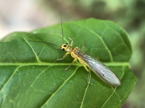 Neoperla coosa · NaturaLista Colombia