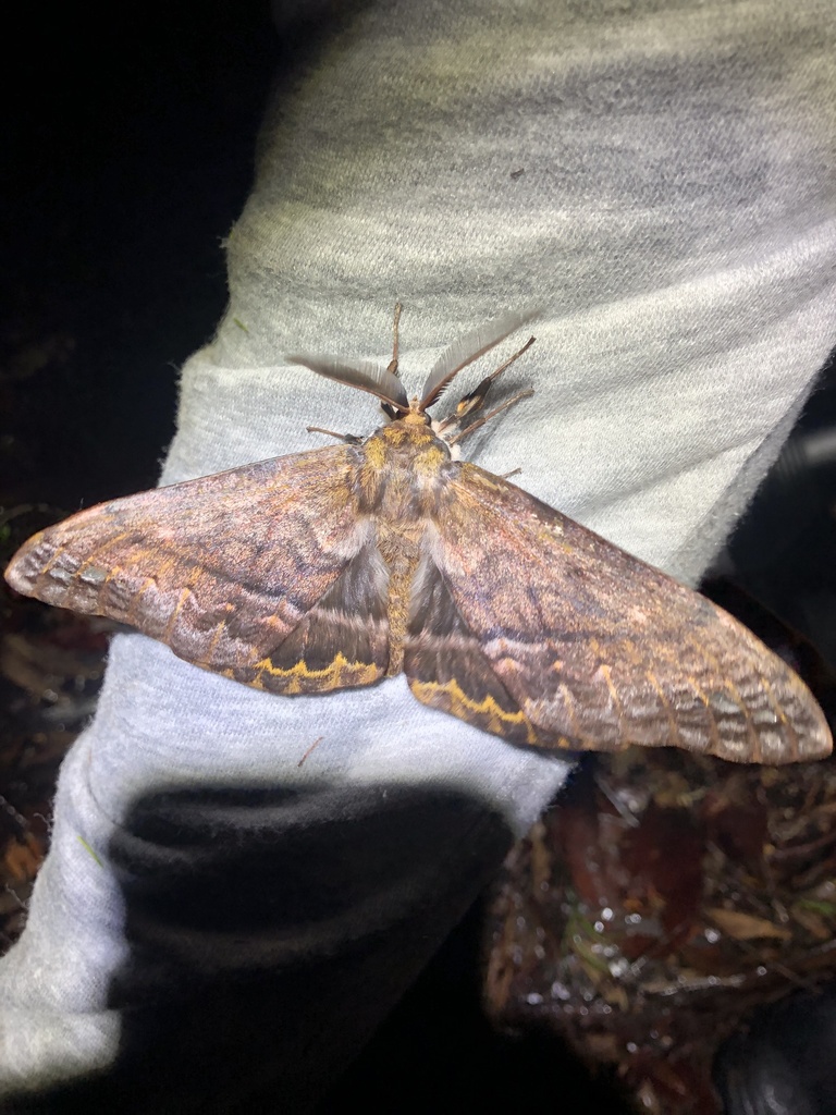 Batwing Moth from Myall Lakes, AU-NS-GL, AU-NS, AU on May 23, 2022 at ...