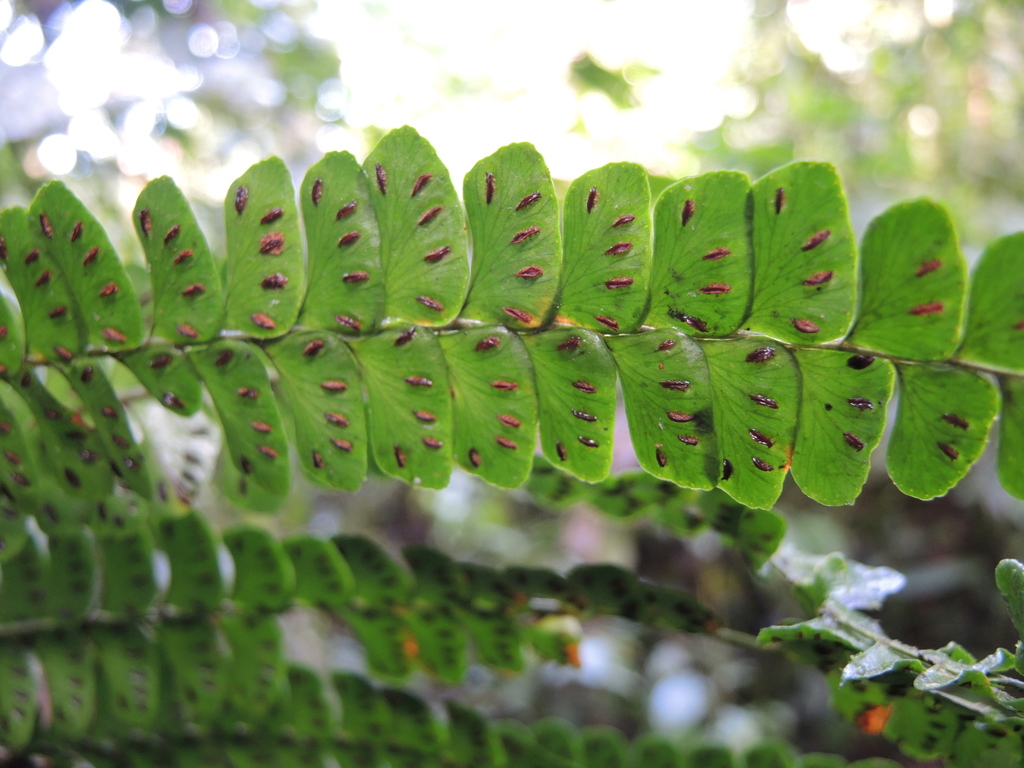 Cloak Fern from Mindo, Ecuador on June 5, 2018 at 08:10 AM by cdolis ...