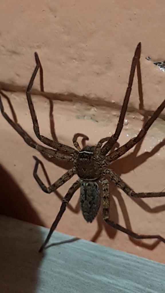 Pantropical Huntsman Spider in May 2022 by Rodríguez Viky · iNaturalist