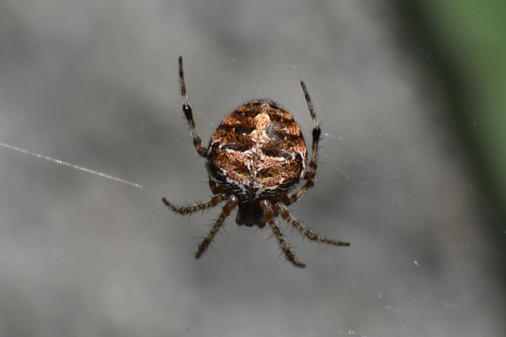 Brown Sailor Spider from Huarochirí, Perú on May 21, 2022 at 10:17 AM ...