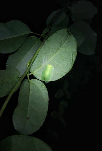 Rapisma xizangense · iNaturalist