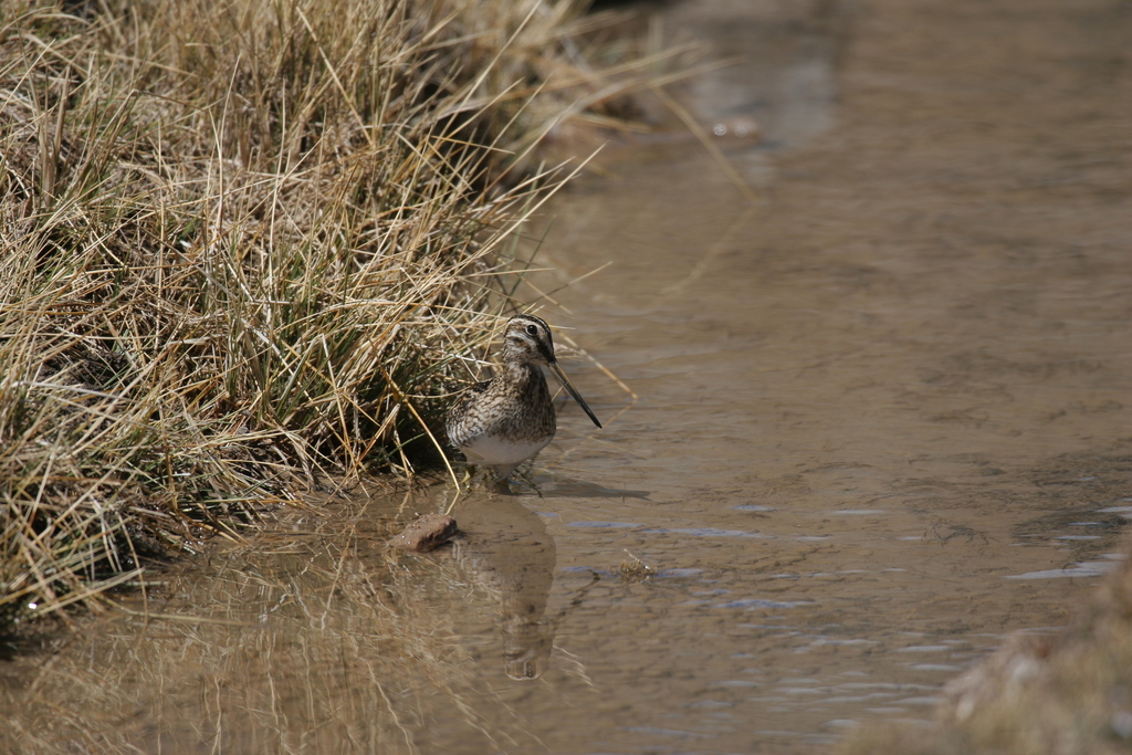 Puna Snipe (Gallinago andina) - Avian Discovery