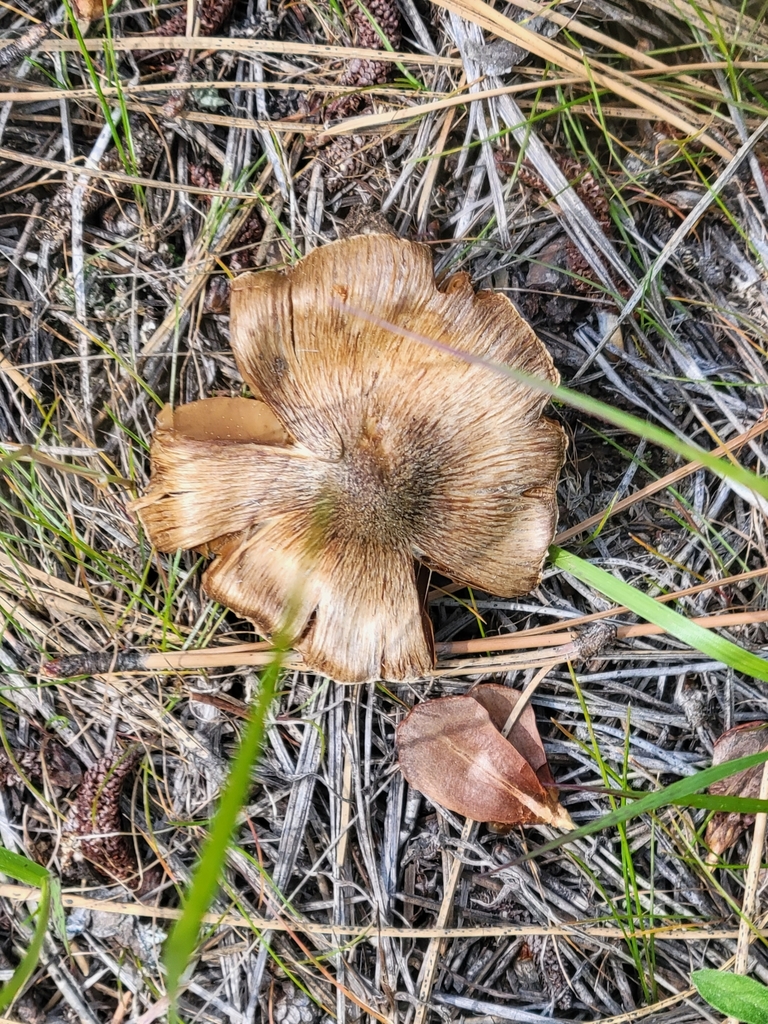 Inocybaceae from Dalton Gardens, ID 83815, USA on May 23, 2022 at 10:15 ...