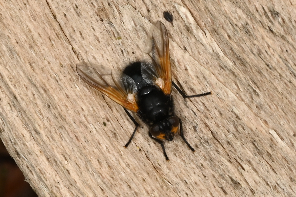 Noon Fly from Oxfordshire, UK on May 21, 2022 at 12:04 PM by Darwyn ...