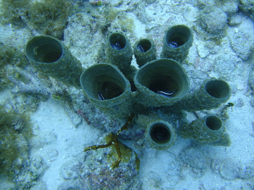 Serranilla Goby (Elacatinus serranilla) · iNaturalist