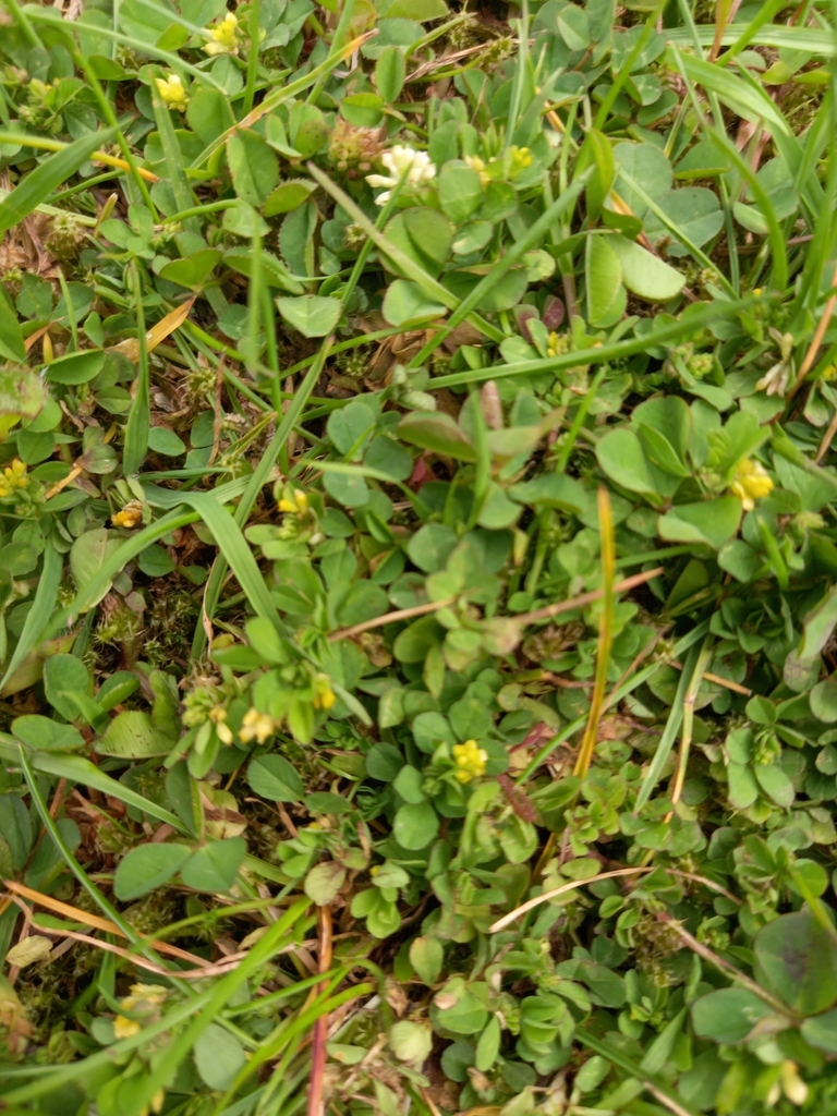 Lesser hop trefoil from The Storey, Lancaster LA1 1TH, UK on May 23 ...