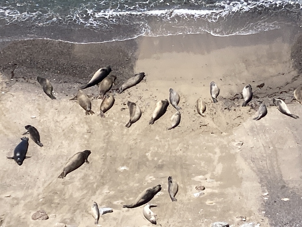 Northern Elephant Seal from Point Reyes National Seashore, Inverness ...