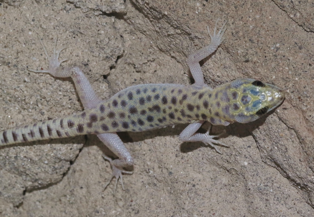 Sandstone Night Lizard in May 2022 by James Bailey · iNaturalist