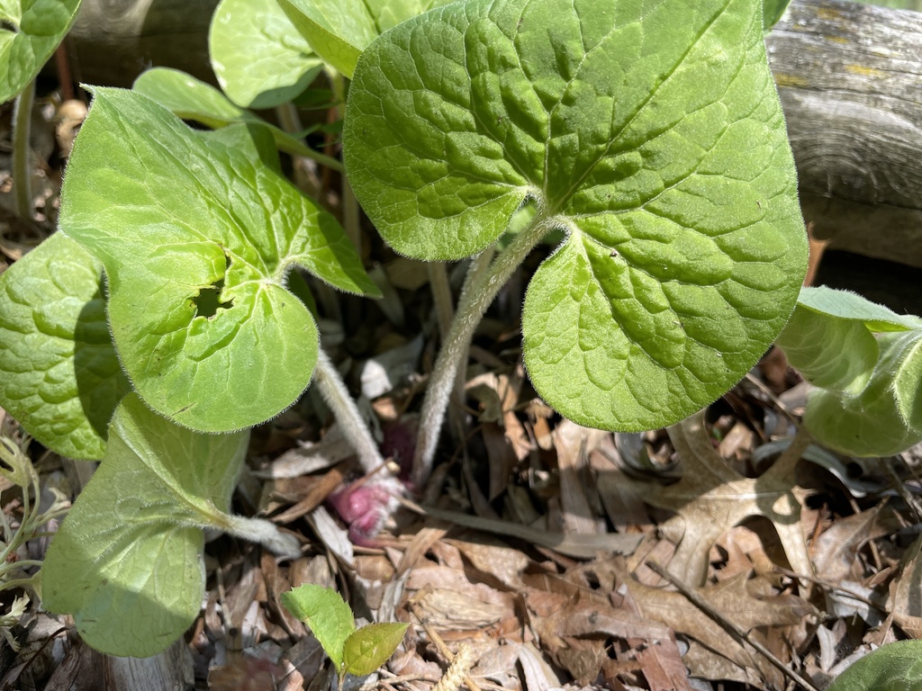 Canadian wild ginger from Conservation Dr, Baxter, MN, US on May 23 ...