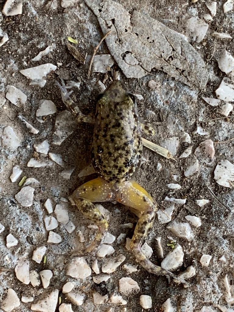 Spotted Chirping Frog from 37893 El Cortijo, Gto., México on May 23 ...