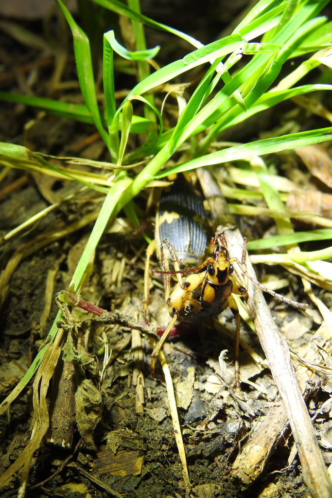 Pheropsophus from 中国湖北省武汉市武昌区 on May 22, 2022 at 09:37 PM by 红膝 ...