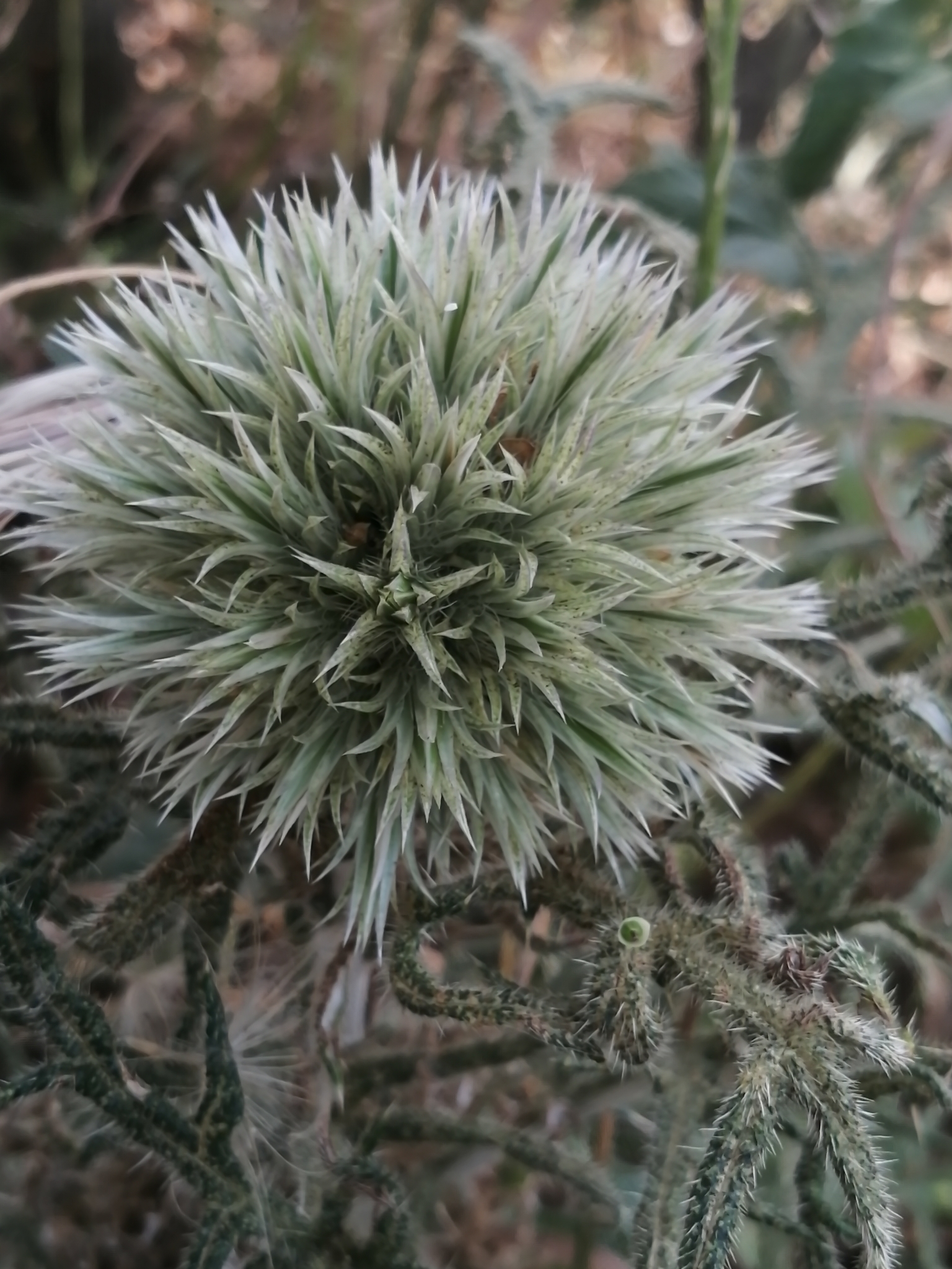 Echinops strigosus L.