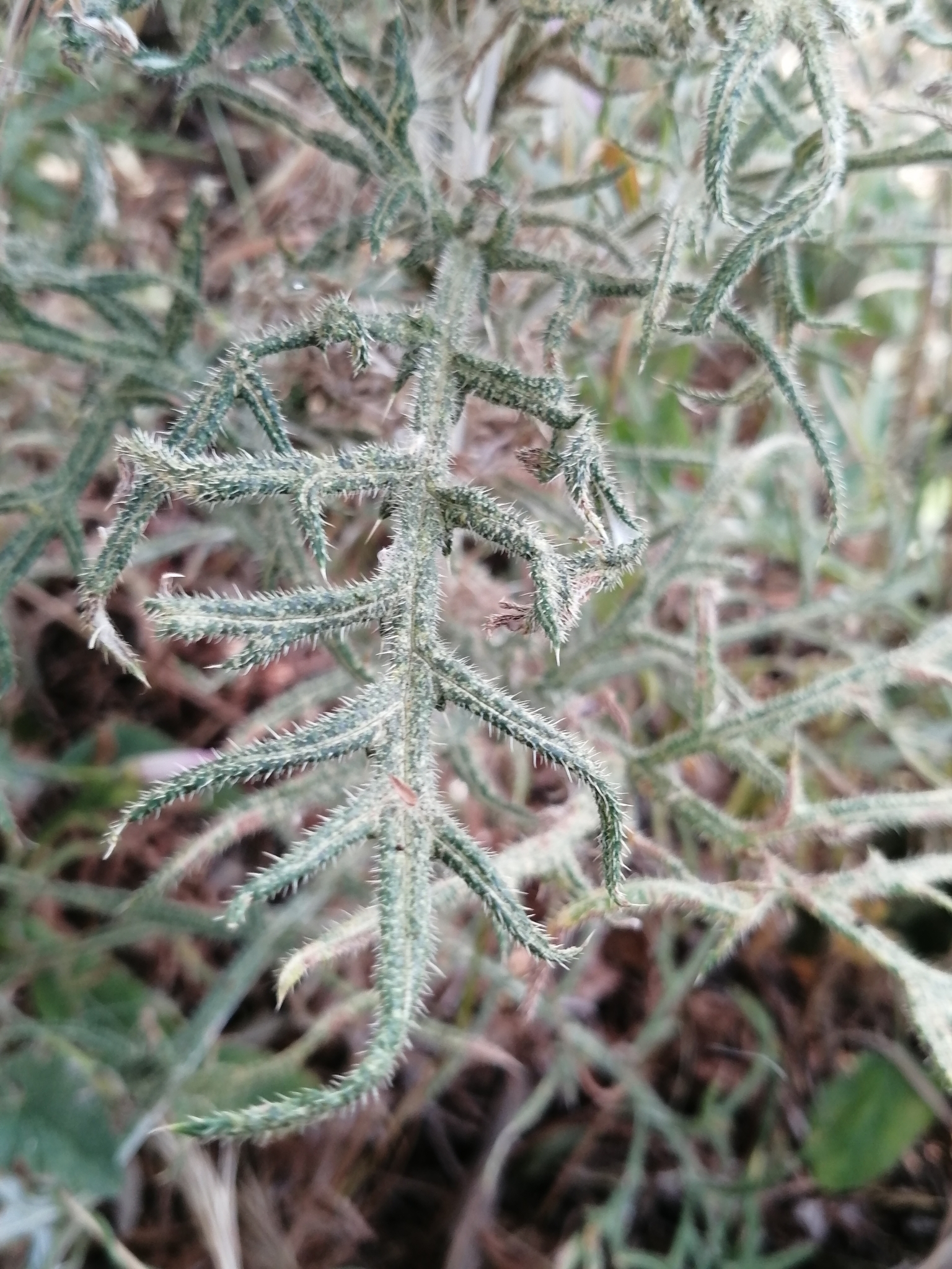 Echinops strigosus L.