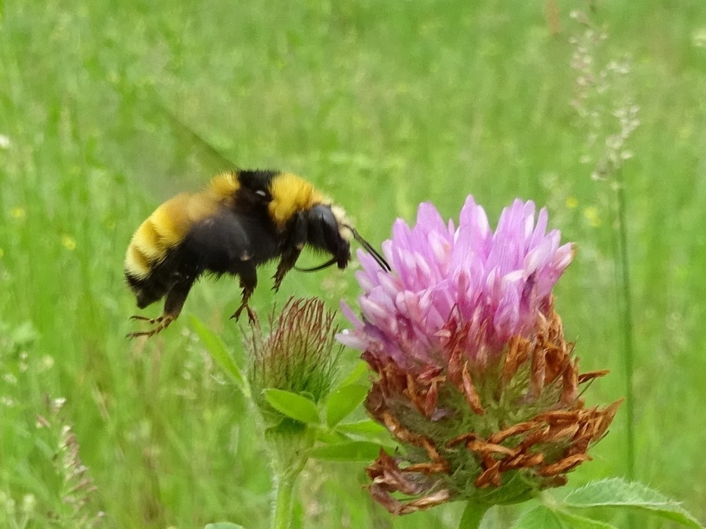 Northern Amber Bumble Bee from Camp Ripley, MN on June 19, 2018 by ...