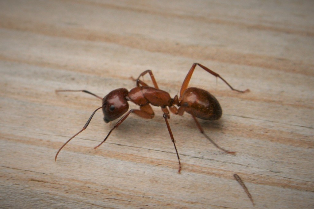 Chestnut Carpenter Ant from Westland, Columbus, OH, USA on June 19 ...