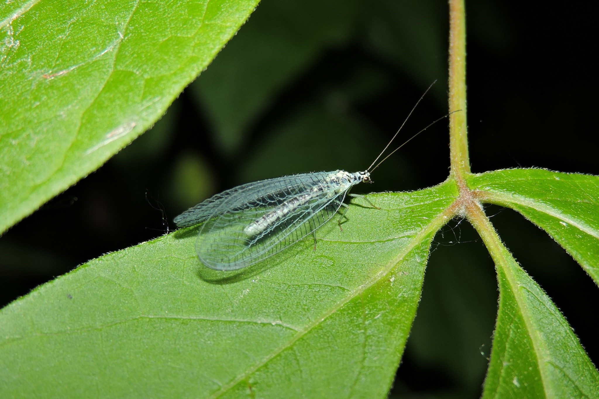Chrysopa perla (Linnaeus, 1758)