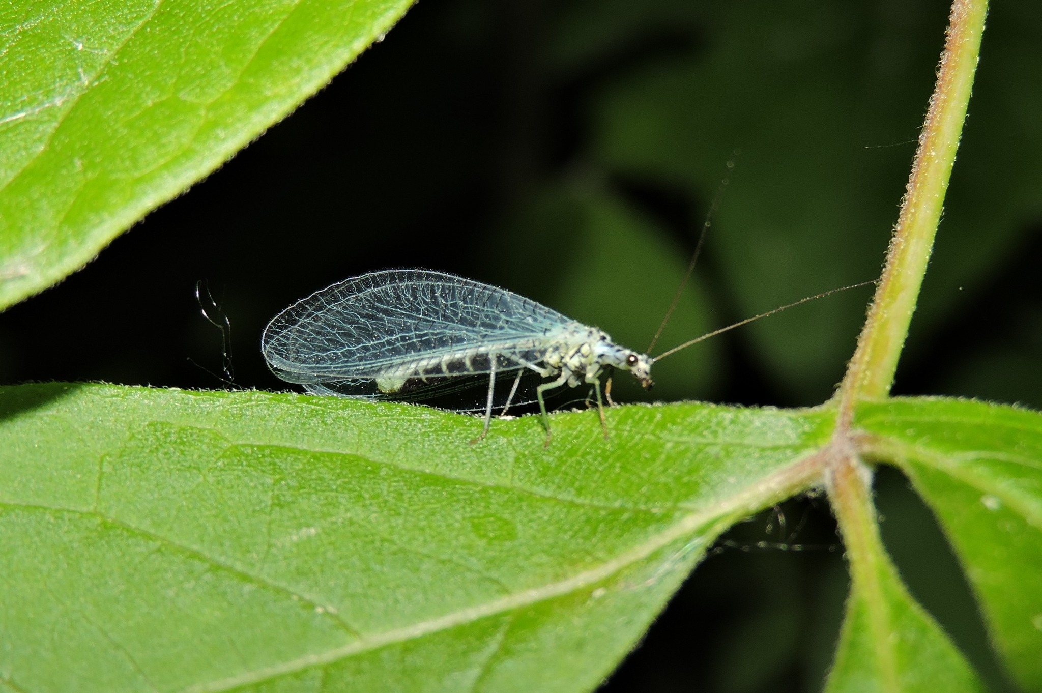 Chrysopa perla (Linnaeus, 1758)