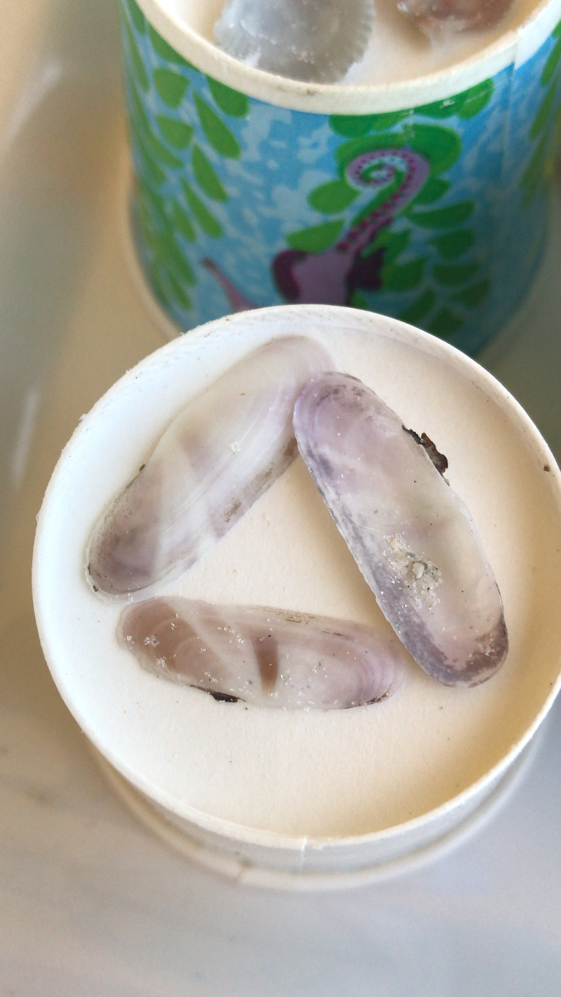 Tagelus divisus (Spengler, 1794)