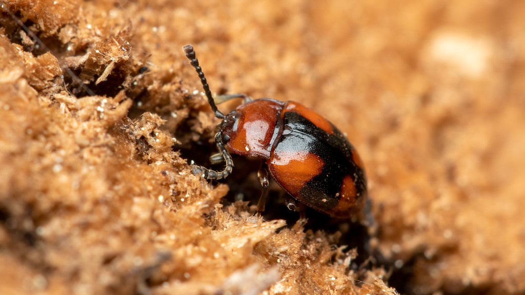 Mycetina cruciata from Neunkirchen District, Austria on May 22, 2022 at ...