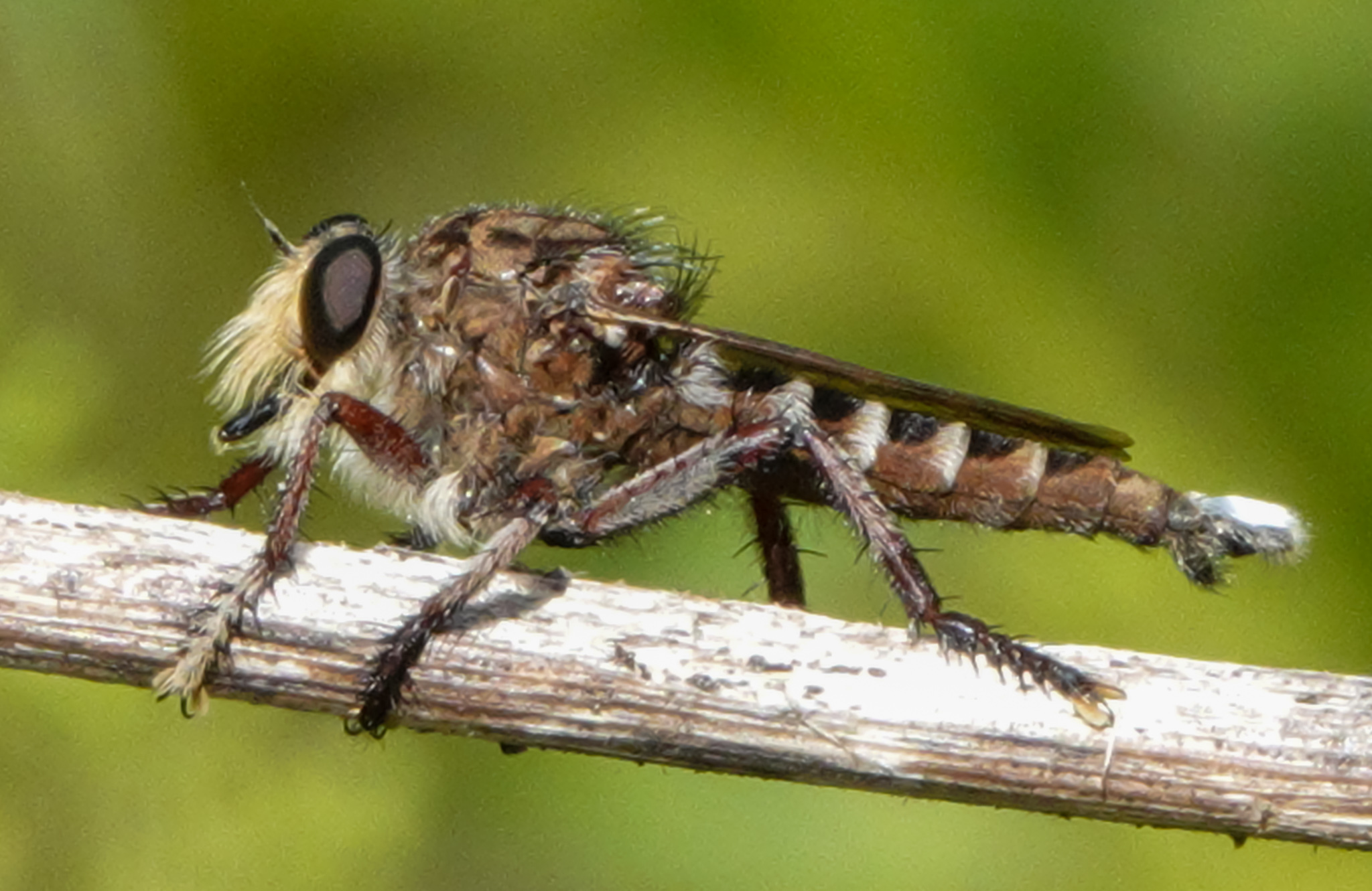 Promachus bastardii (Macquart, 1838)