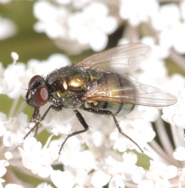 Pyrellia rapax from Hungary on July 12, 2009 at 08:57 PM by Gábor ...
