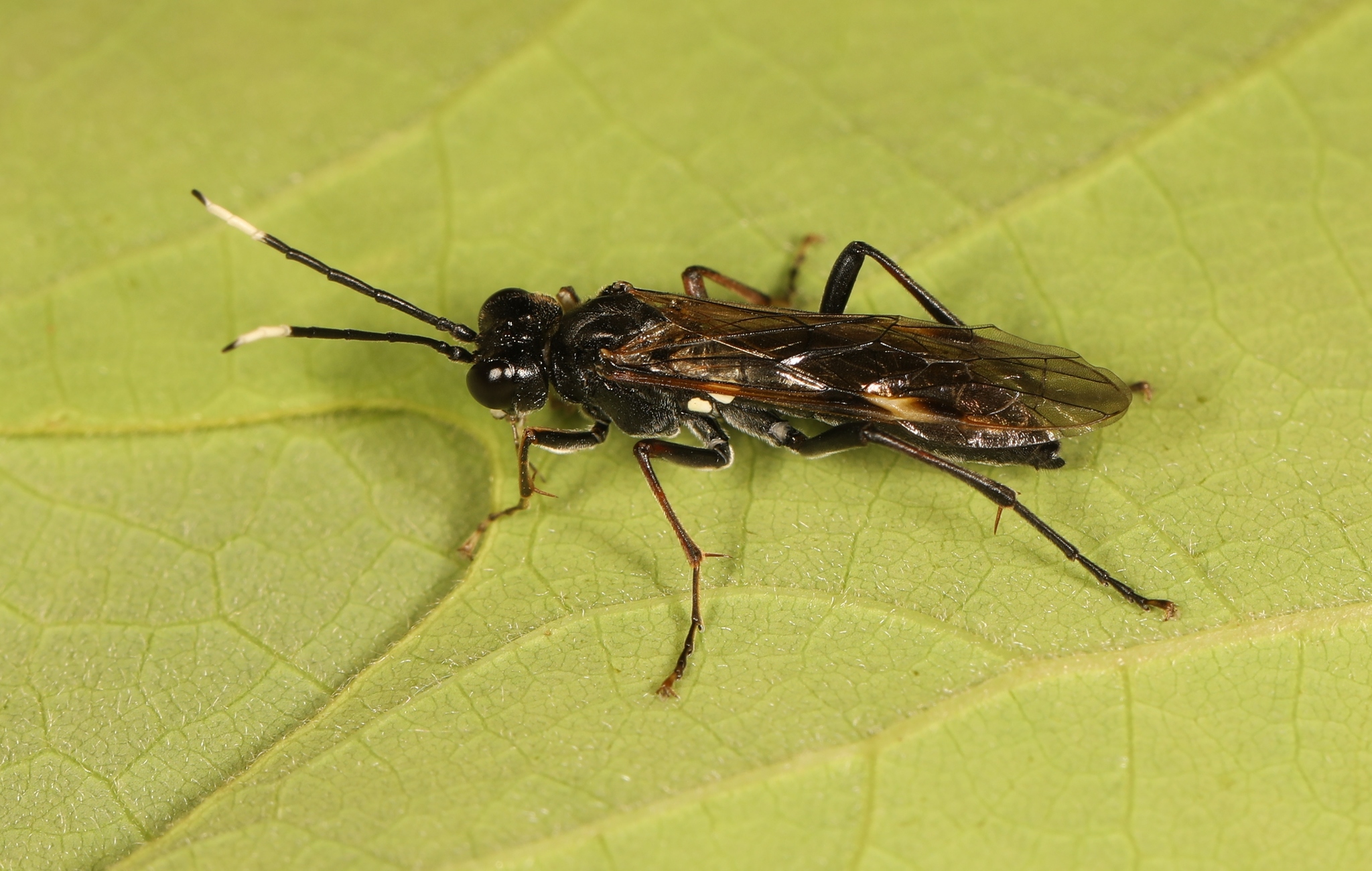 Tenthredo livida Linnaeus, 1758