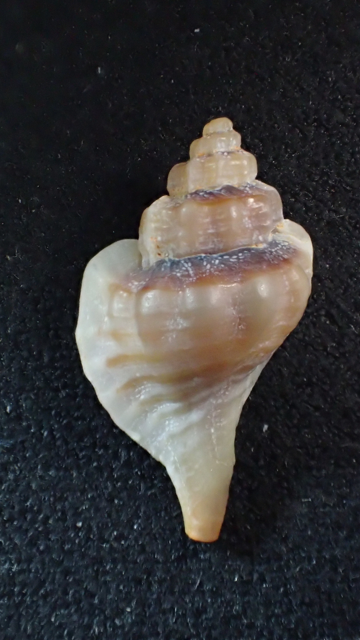 Eupleura caudata (Say, 1822)