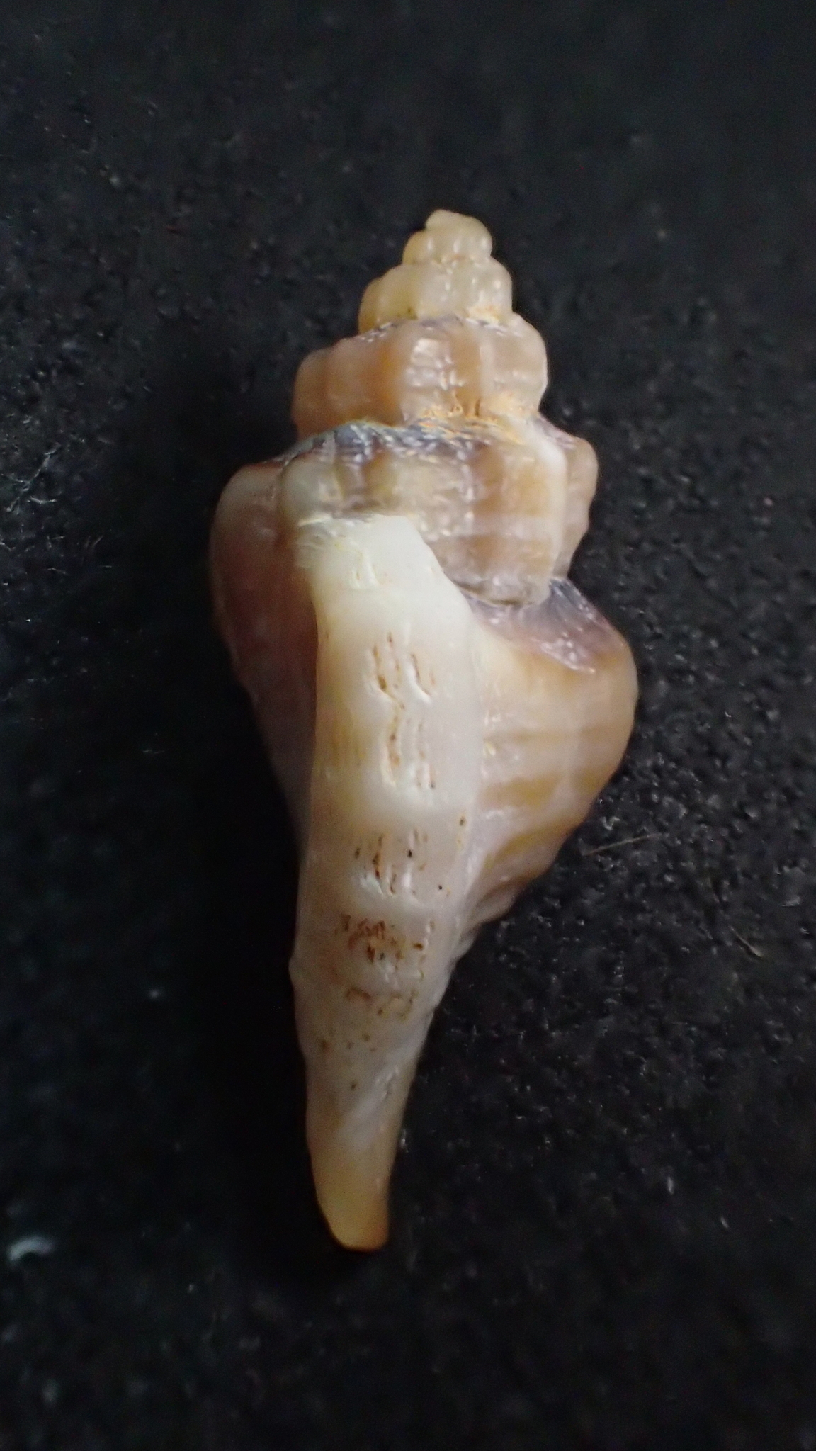 Eupleura caudata (Say, 1822)