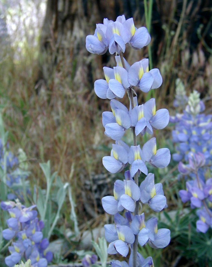 Sierra Lupine (Lupinus grayi) - Botanical Realm