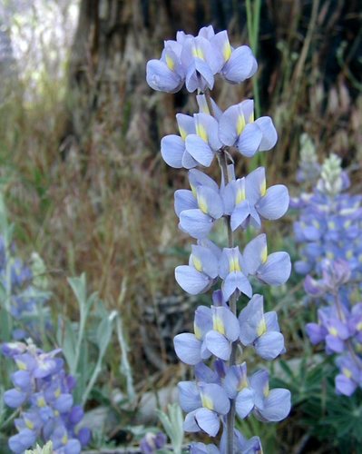 Sierra Lupine (Lupines of Sequoia and Kings Canyon National Parks) · iNaturalist
