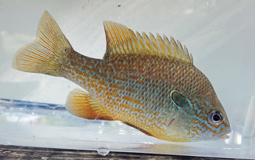 Rio Grande Longear Sunfish from Blanco, TX 78606, USA on April 28, 2022 ...