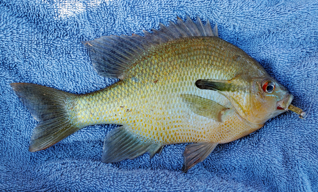 Redbreast Sunfish from Blanco County, TX, USA on April 28, 2022 at 07: ...