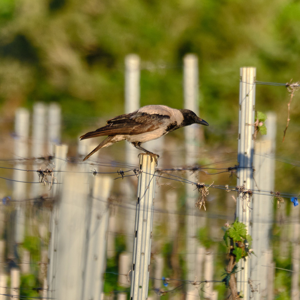 Hooded Crow from 21460, Stari Grad, Croatia on April 30, 2022 at 06:52 ...