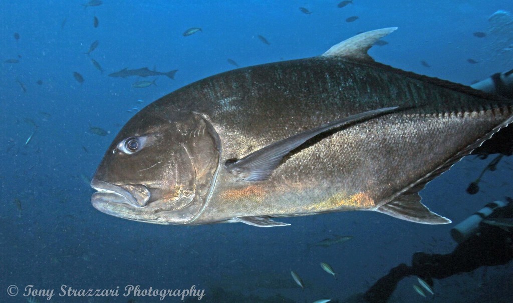 Giant Trevally (Caranx ignobilis) - Marine Life Identification