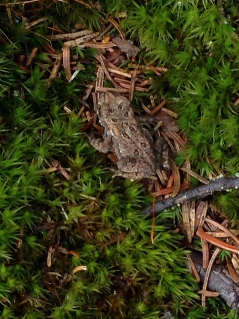 American Toad from 6700–7996 VT Route 17, Buels, VT, US on June 13 ...