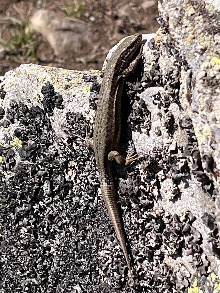 Pyrenean Rock Lizard from Parc National des Pyrénées, Laruns, Aquitaine ...