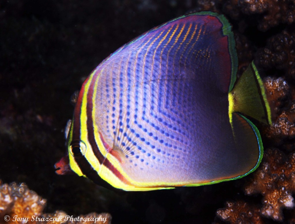 Eastern Triangle Butterflyfish (Chaetodon baronessa) - Marine Life ...