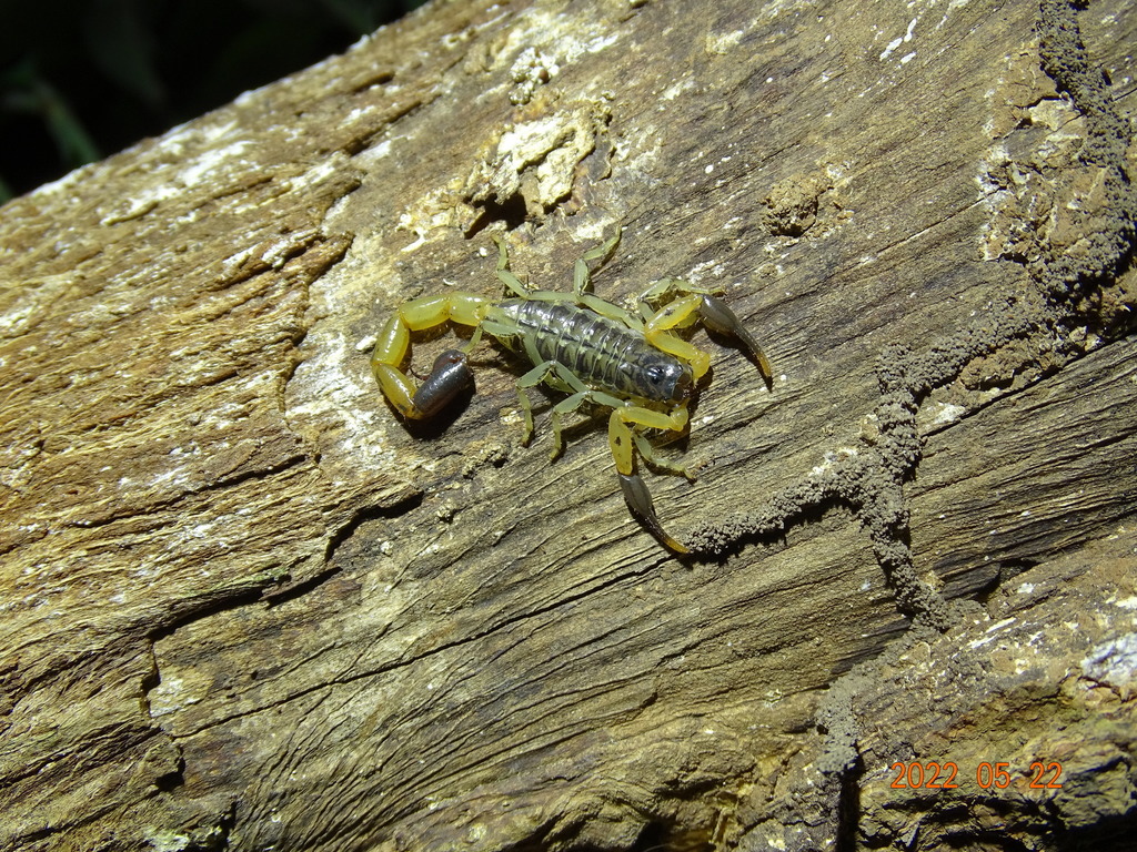 Tree Scorpions from Rafai, Central African Republic on May 22, 2022 at ...